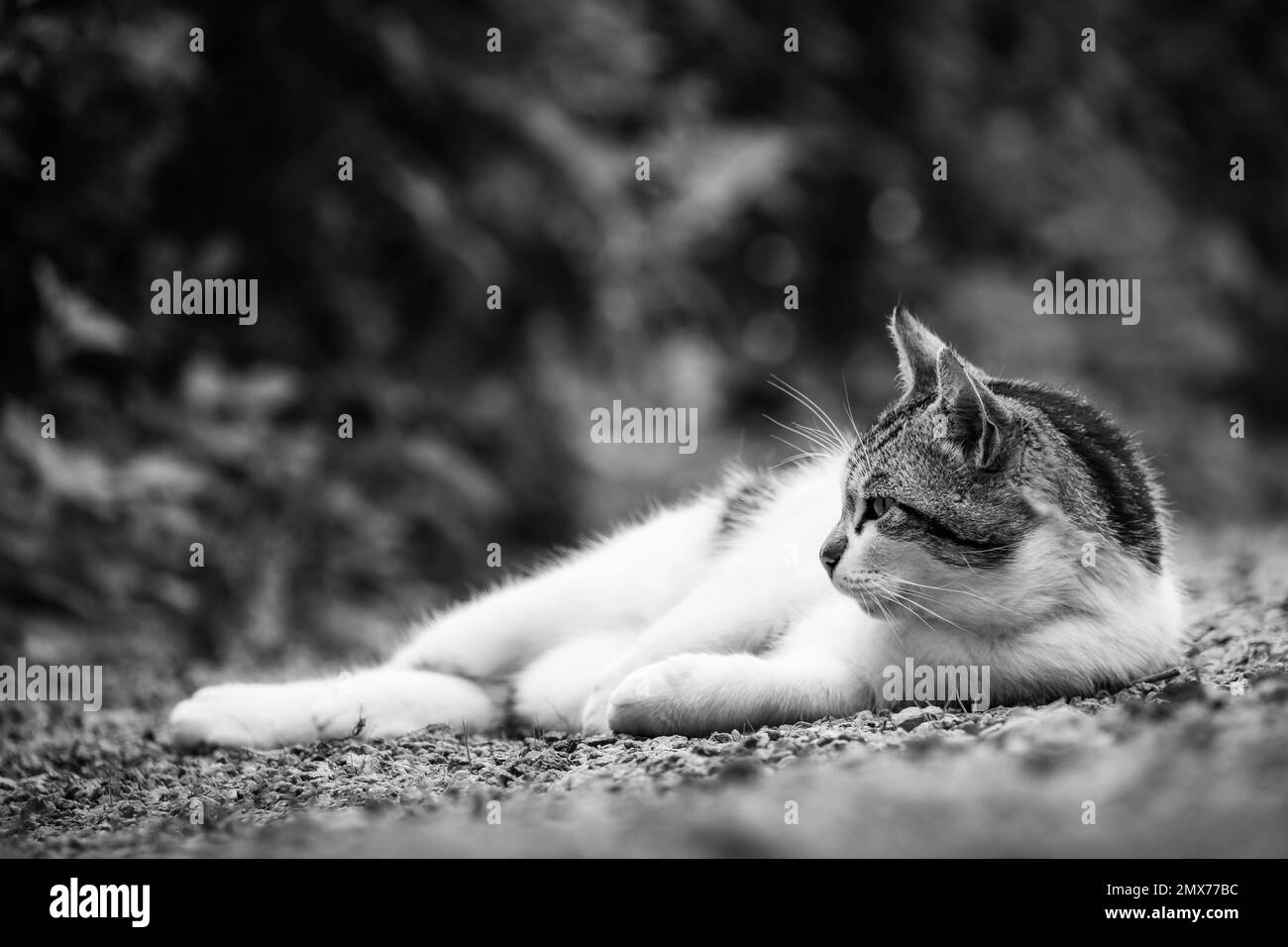 Cat lying down on the ground Stock Photo - Alamy