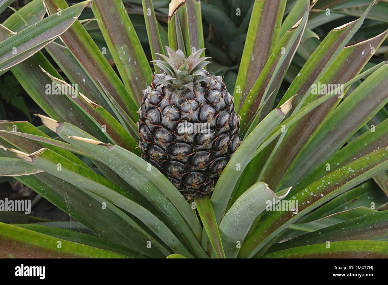 A juvenile Azorean pineapple (ananás dos açores) is shown growing in a ...
