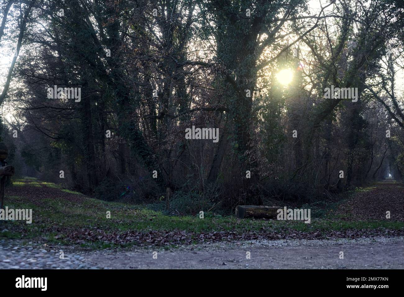 Fork between two trails in a park in winter at sunset Stock Photo - Alamy
