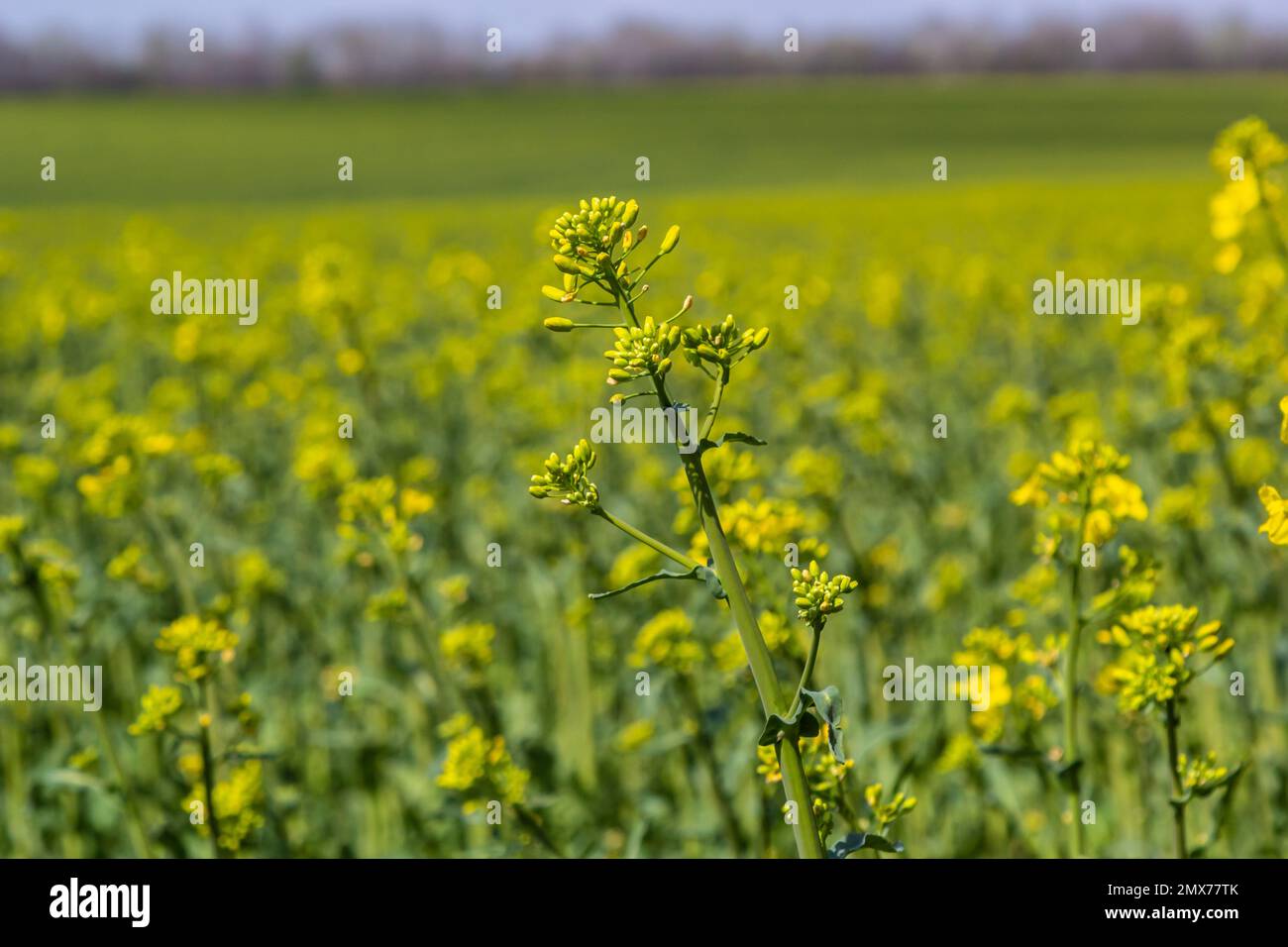 Rapeseeds flowering field. Blooming canola flowers close up. yellow ...
