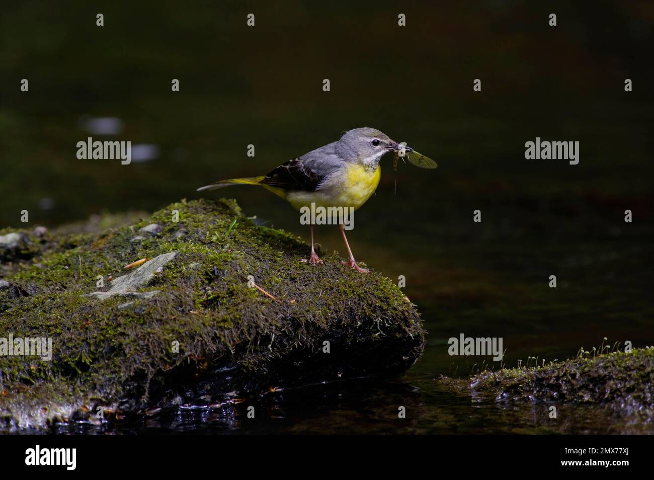 Grey wagtails habitat hi-res stock photography and images - Alamy