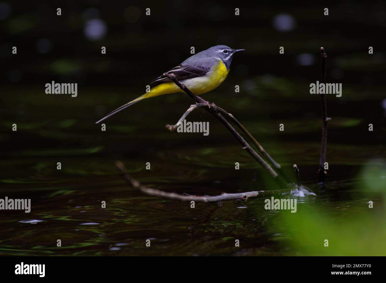 Grey wagtails habitat hi-res stock photography and images - Alamy