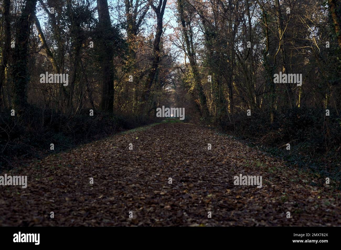 Trail covered by foliage in the middle of a park at sunset Stock Photo ...