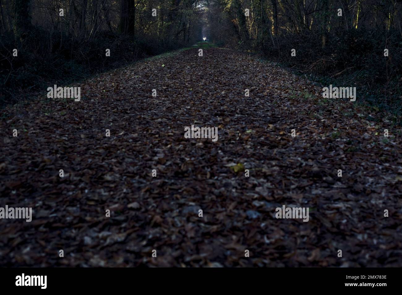 Trail covered by foliage in the middle of a park at sunset Stock Photo ...
