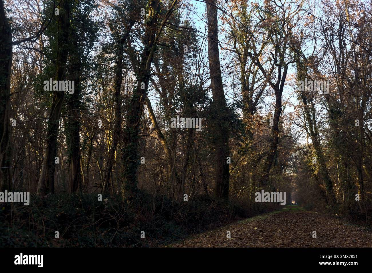 Trail covered by foliage in the middle of a park at sunset Stock Photo ...