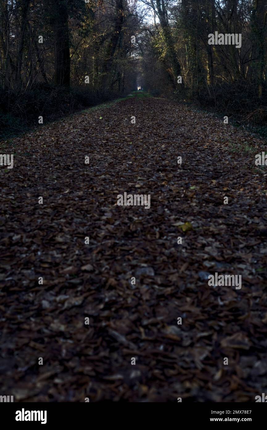 Trail covered by foliage in the middle of a park at sunset Stock Photo ...