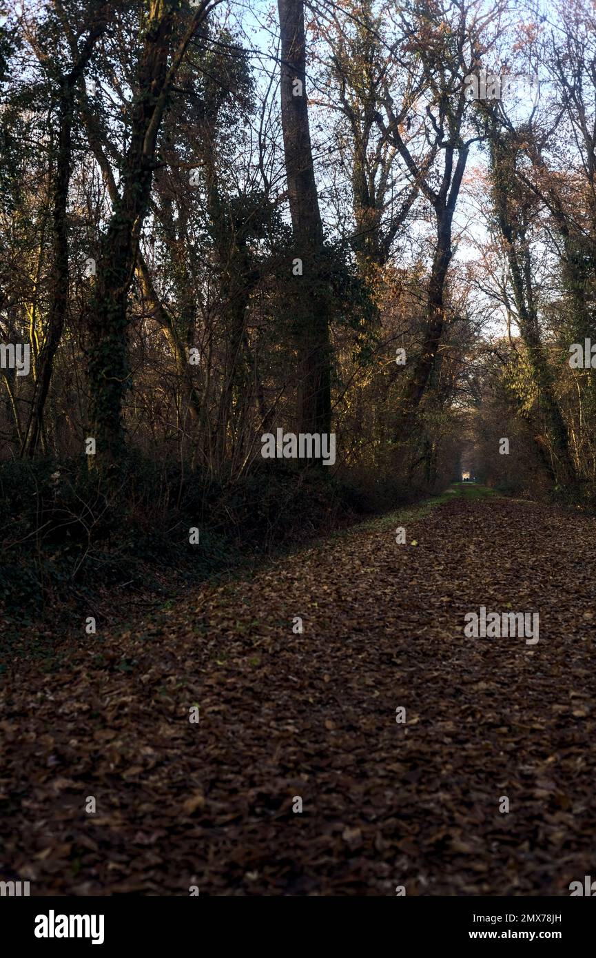 Trail covered by foliage in the middle of a park at sunset Stock Photo ...
