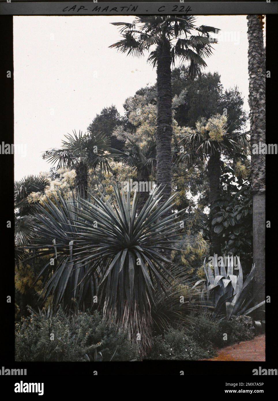 Cap Martin , France , 1913 - Cap Martin - Auguste Léon - (March Stock ...
