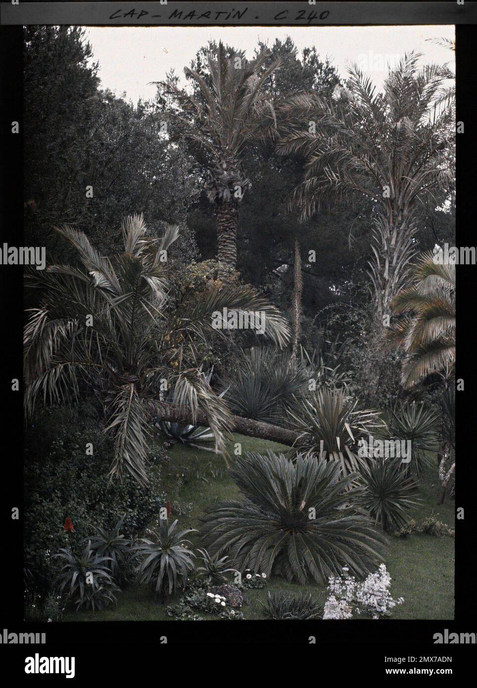 Cap Martin , France , 1914 - Cap Martin - Auguste Léon - (March Stock ...