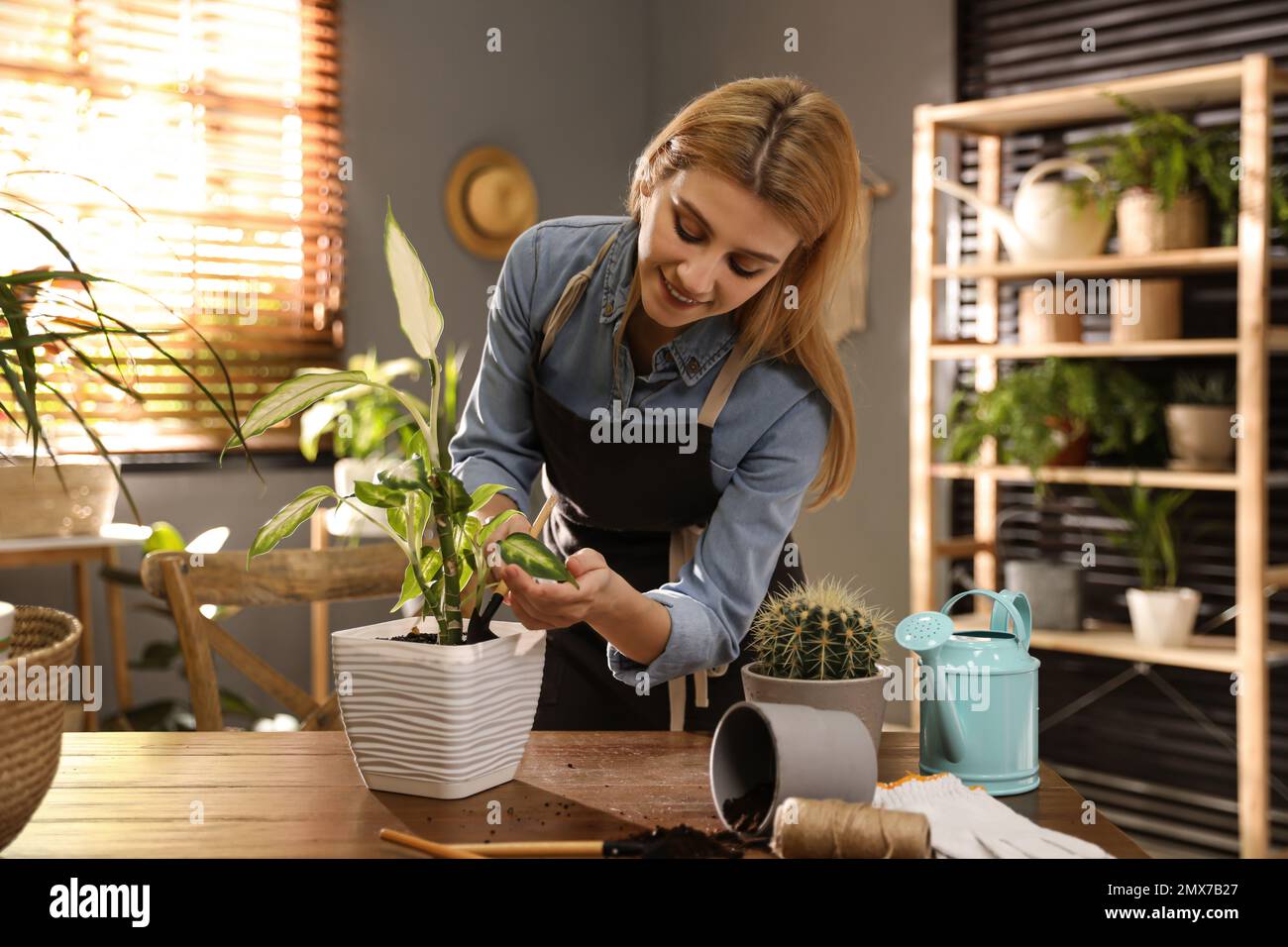 Young woman potting Dieffenbachia plant at home. Engaging hobby Stock Photo - Alamy
