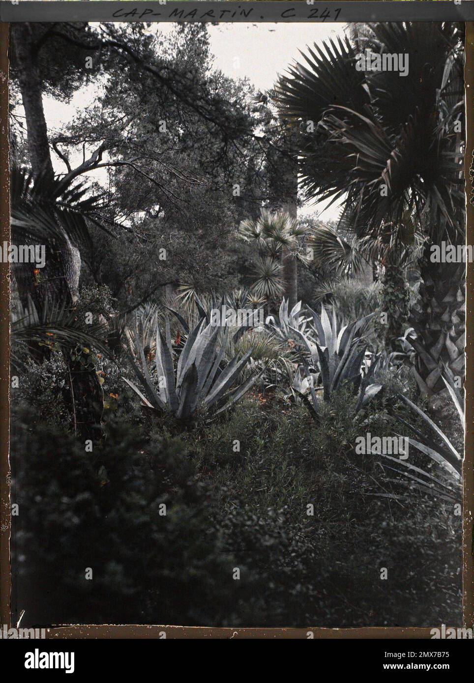 Cap Martin , France , 1914 - Cap Martin - Auguste Léon - (March Stock ...