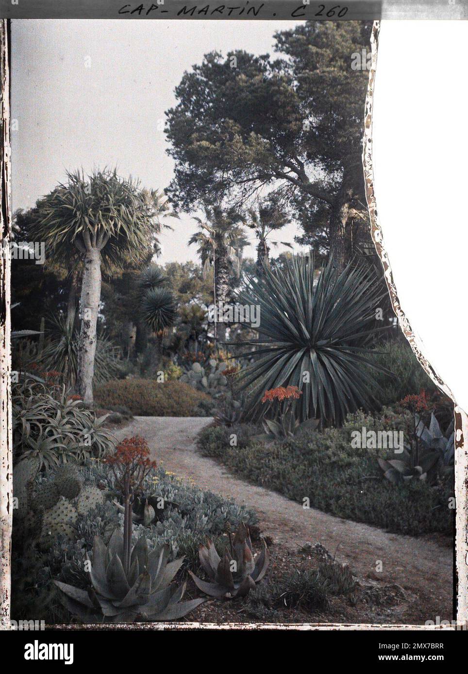 Cap Martin , France , 1914 - Cap Martin - Auguste Léon - (March Stock ...