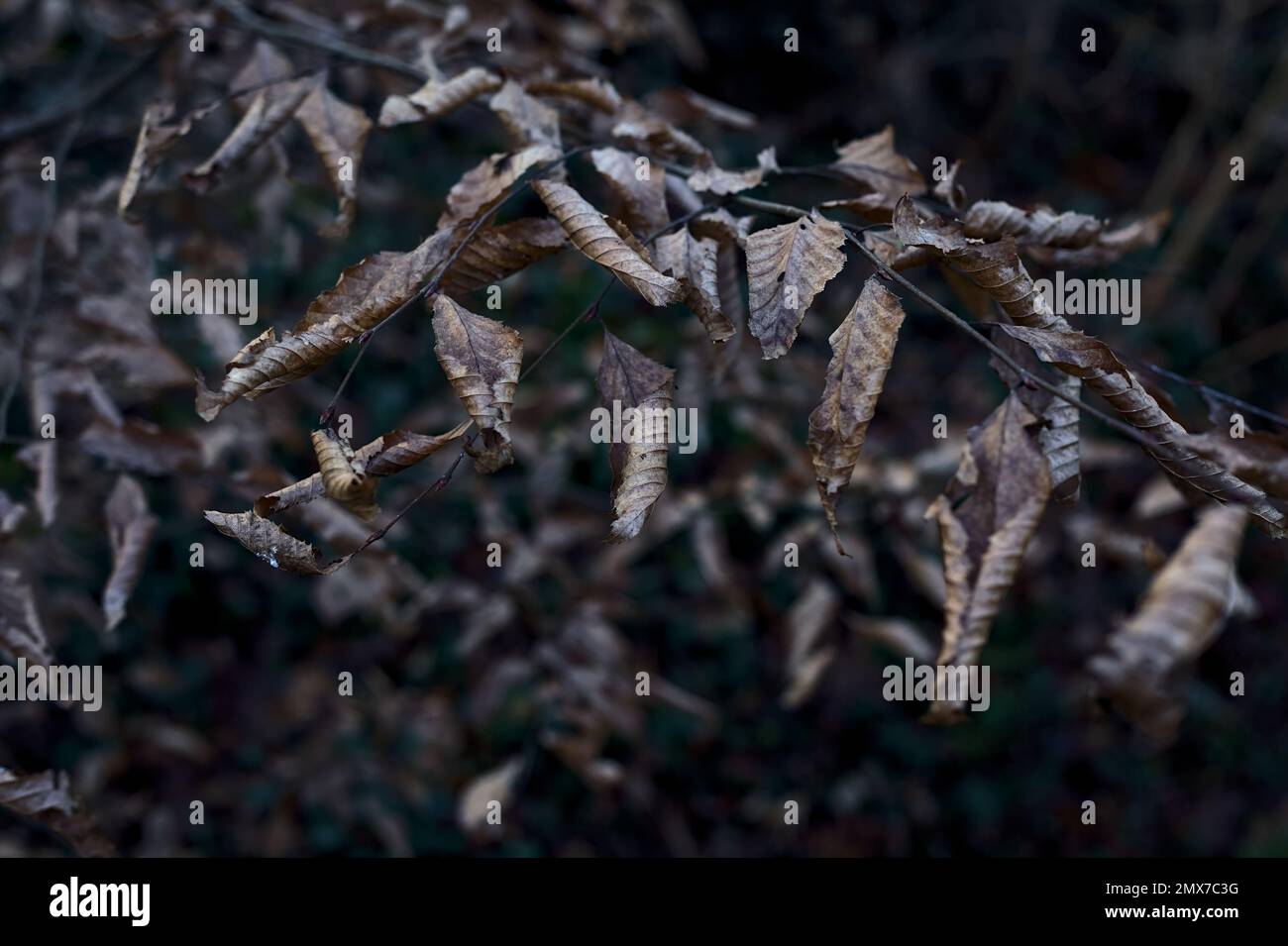 Withered leaves on a branch seen up close Stock Photo - Alamy