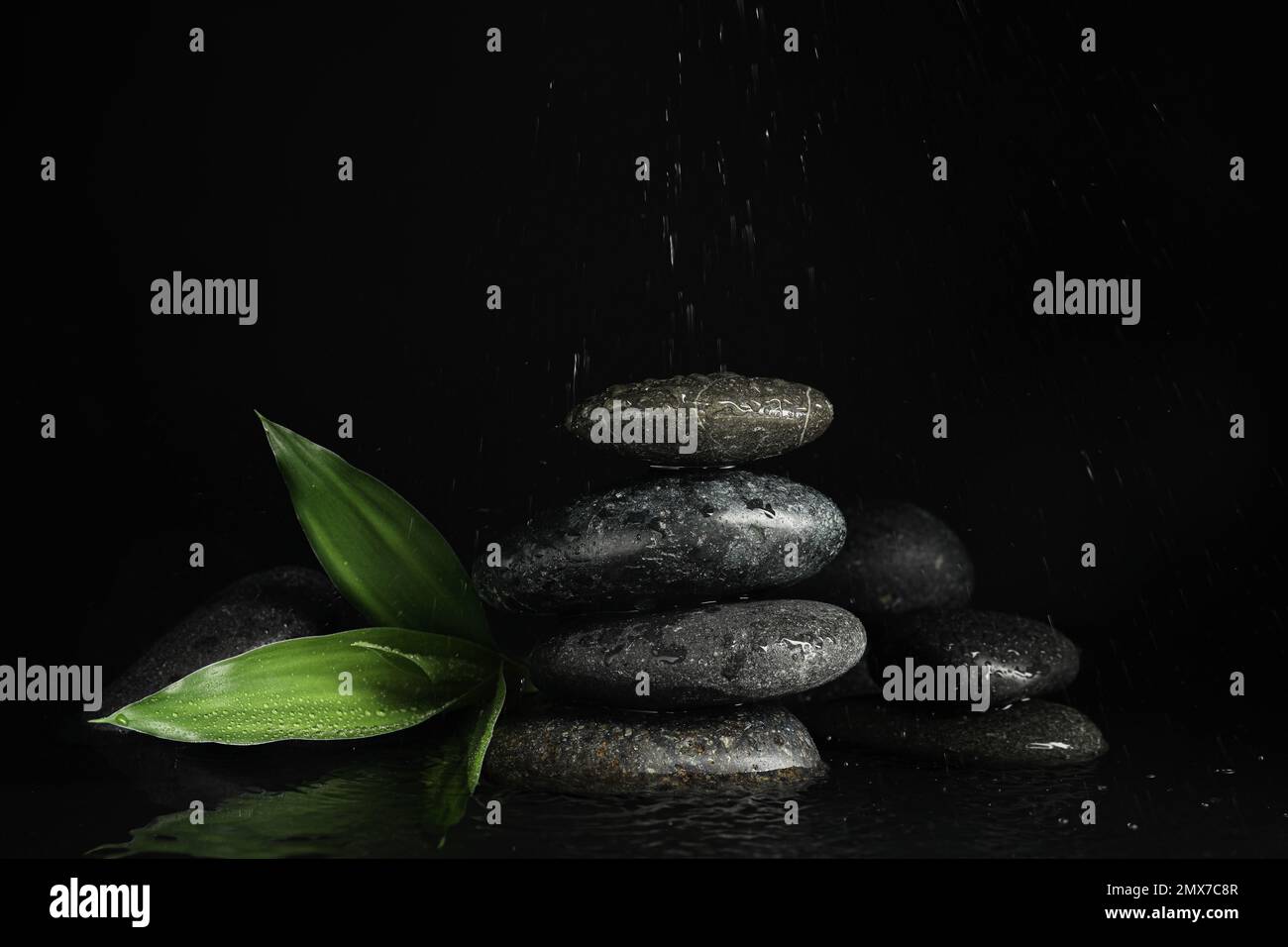 Stones and bamboo sprout under rain on black background. Zen lifestyle ...
