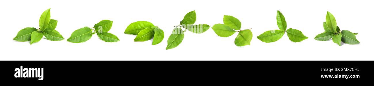 Set of fresh green tea leaves on white background. Banner design Stock ...