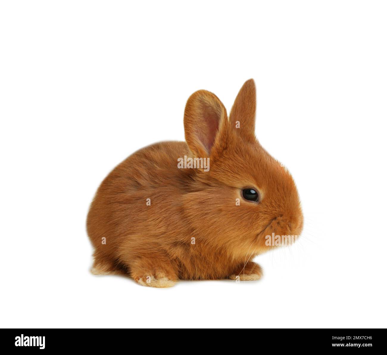 Adorable fluffy Easter bunny on white background Stock Photo - Alamy