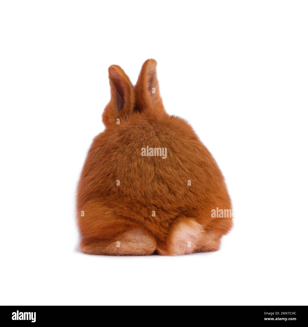 Adorable fluffy Easter bunny on white background Stock Photo - Alamy