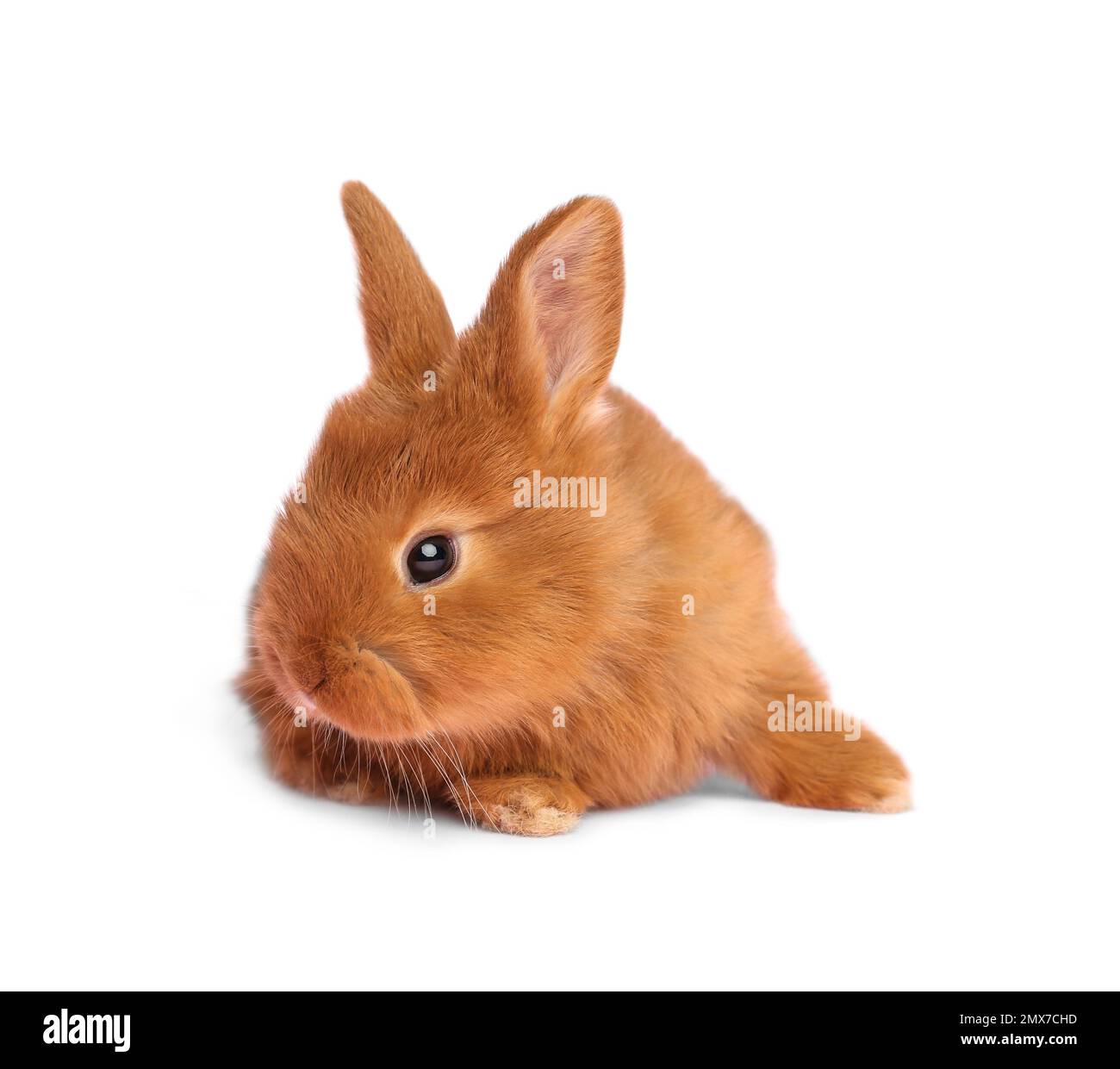 Adorable fluffy Easter bunny on white background Stock Photo - Alamy