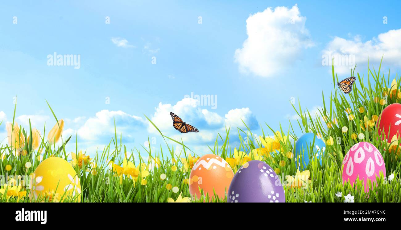 Bright Easter eggs in green grass and butterflies against blue sky ...