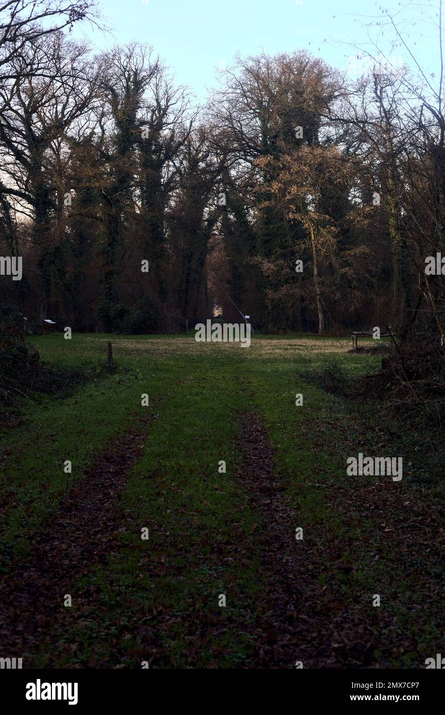 Path with grass and foliage that leads to an open space in a park at ...