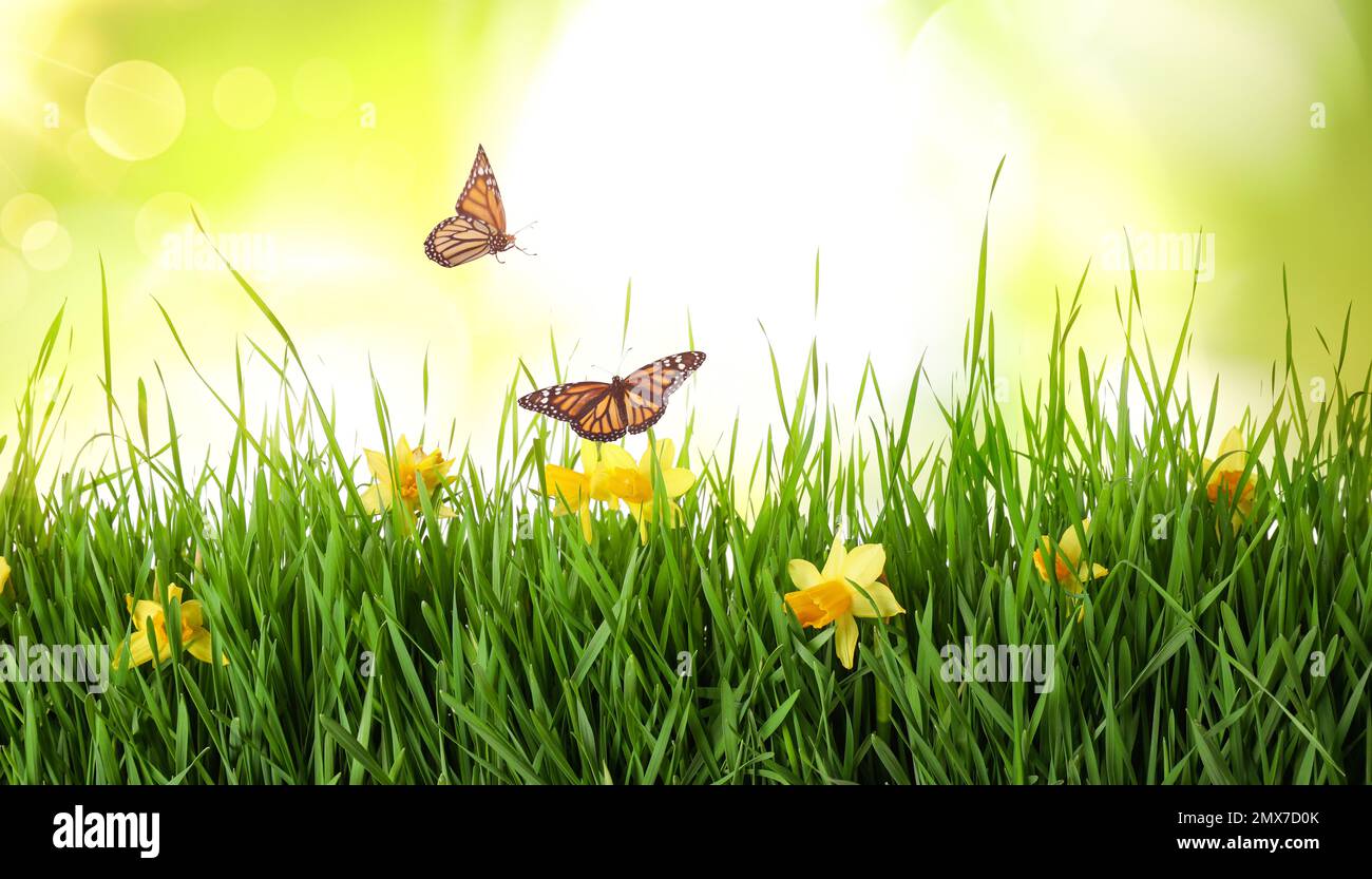 Monarch butterflies flying above green grass with spring flowers Stock ...
