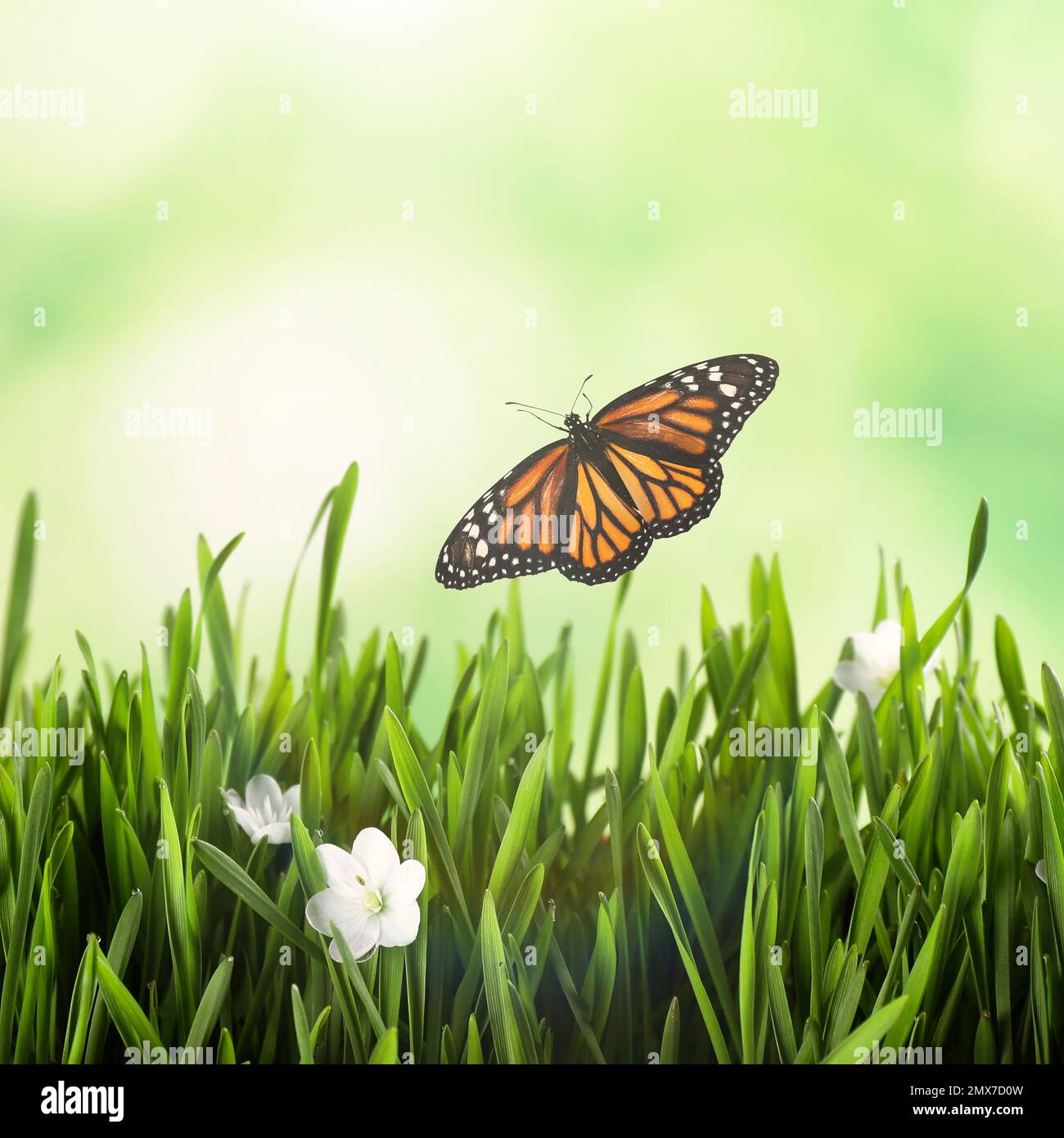 Monarch butterfly flying above green grass with spring flowers Stock ...
