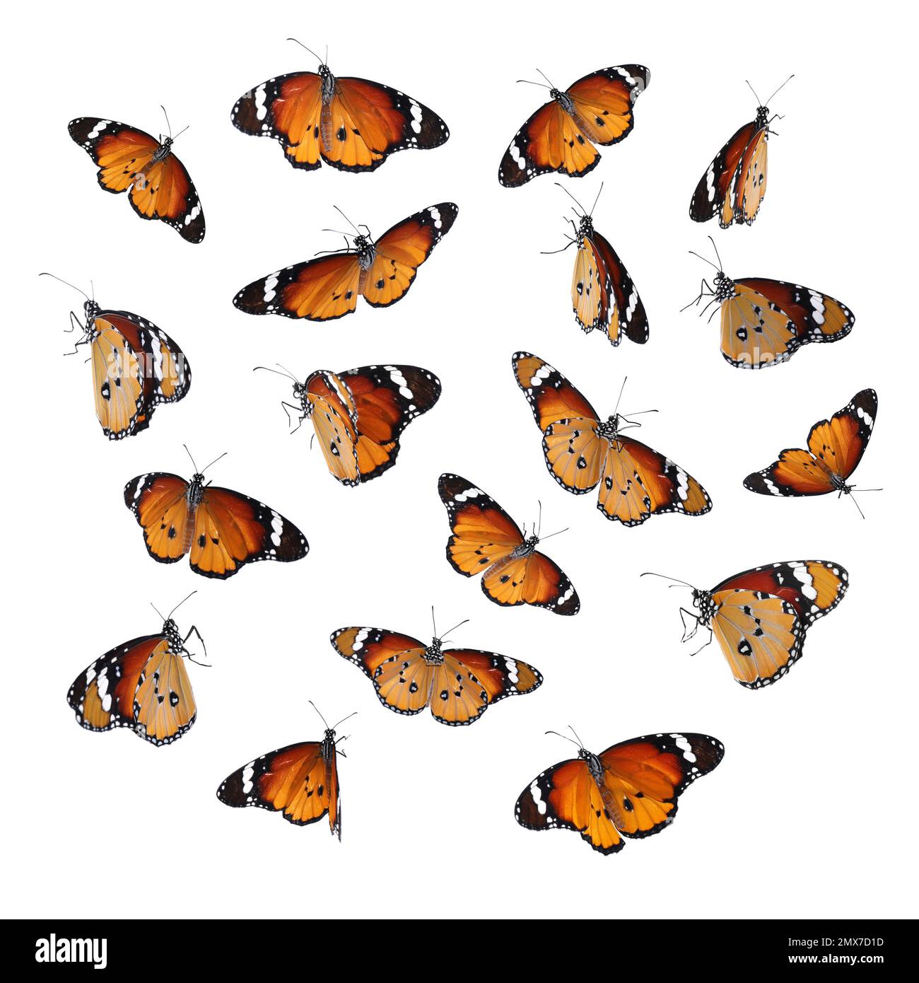 Set of many flying painted lady butterflies on white background Stock ...