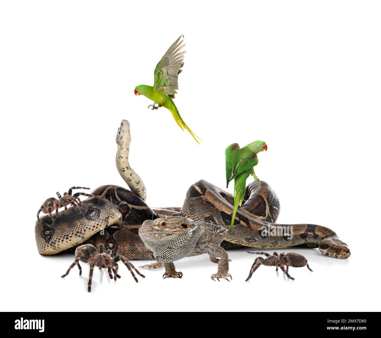 Group of different pets on white background Stock Photo - Alamy