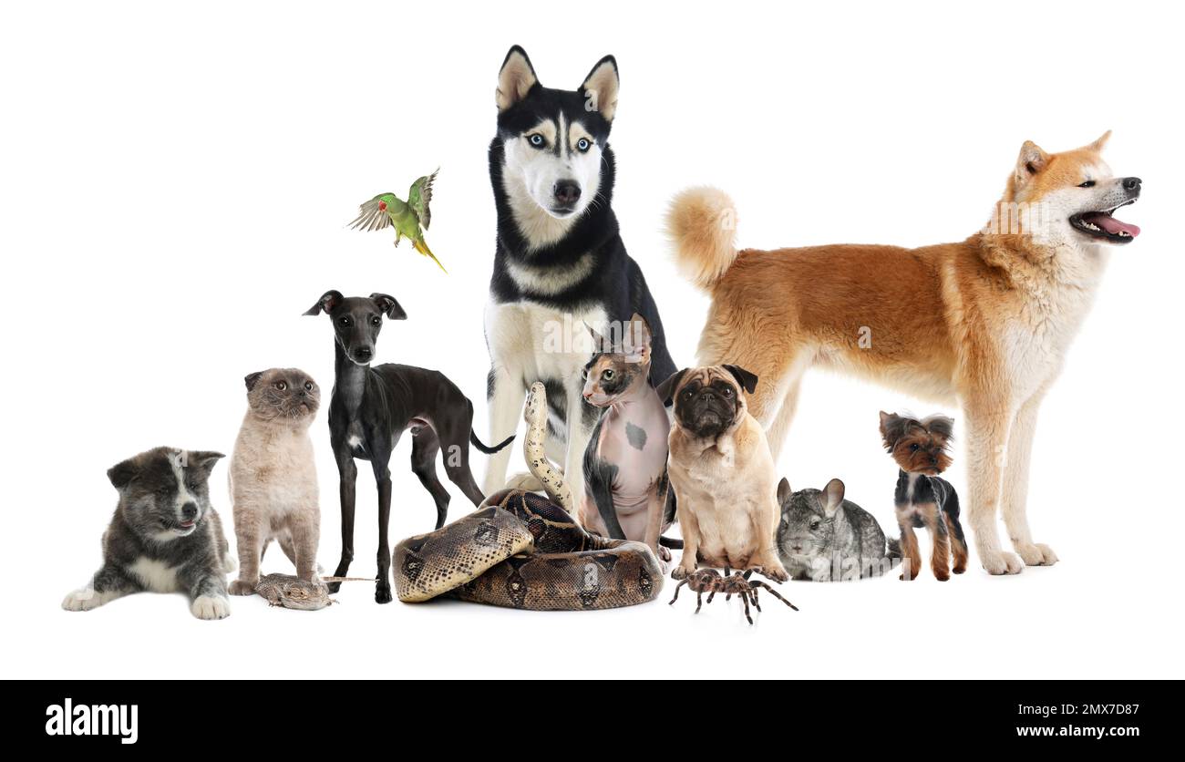 Group of different pets on white background. Banner design Stock Photo ...