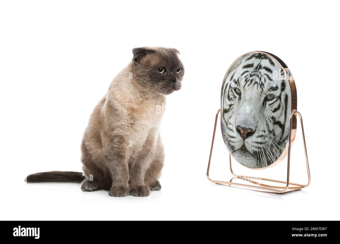 Cat and mirror with reflection of bengal tiger on white background ...