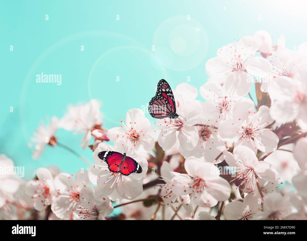 Tree full of butterflies hi-res stock photography and images - Alamy