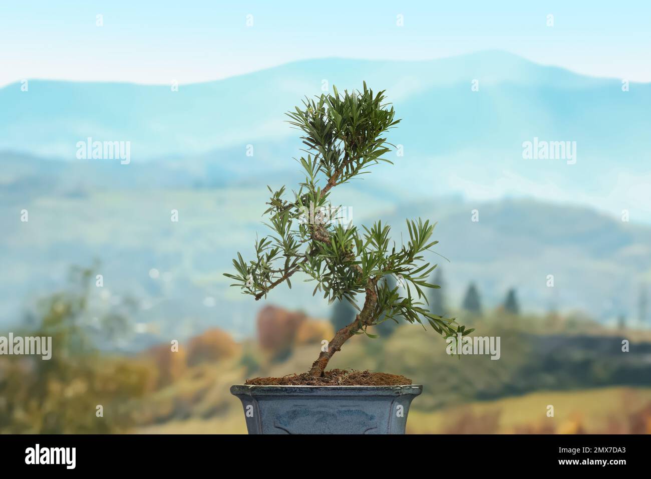 Japanese bonsai plant against mountain landscape. Zen and harmony Stock ...