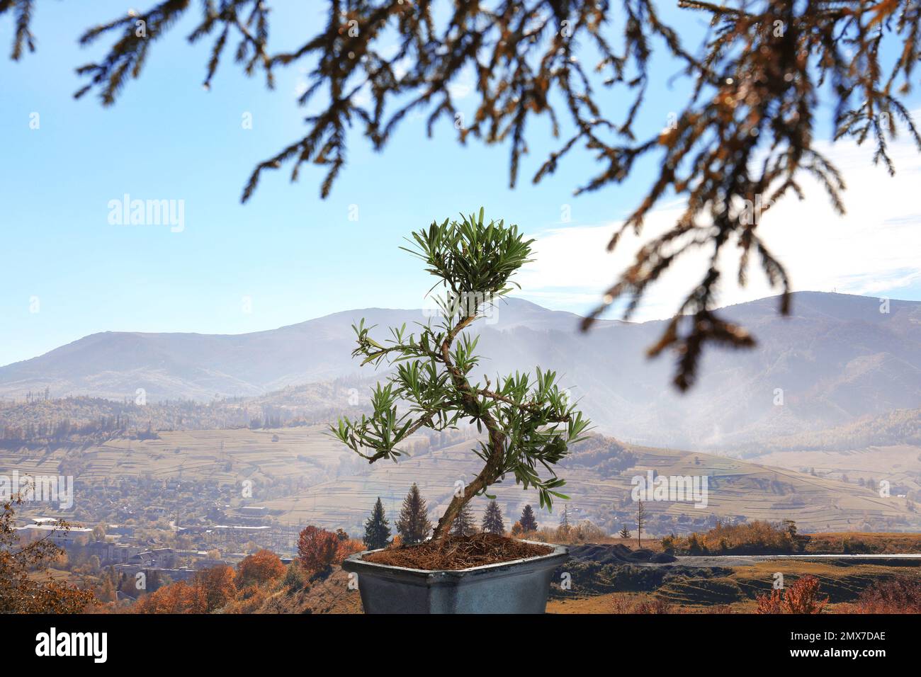 Japanese bonsai plant against mountain landscape. Zen and harmony Stock ...