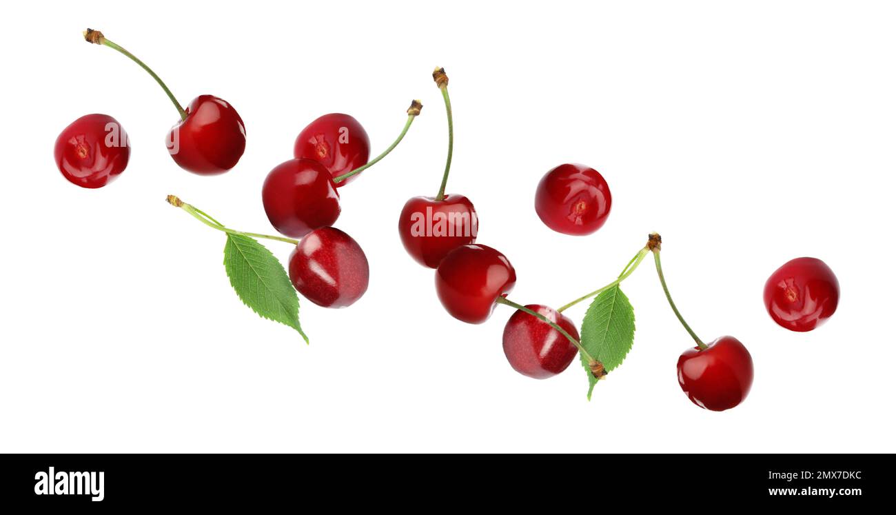 Fresh ripe cherries falling on white background. Banner design Stock ...