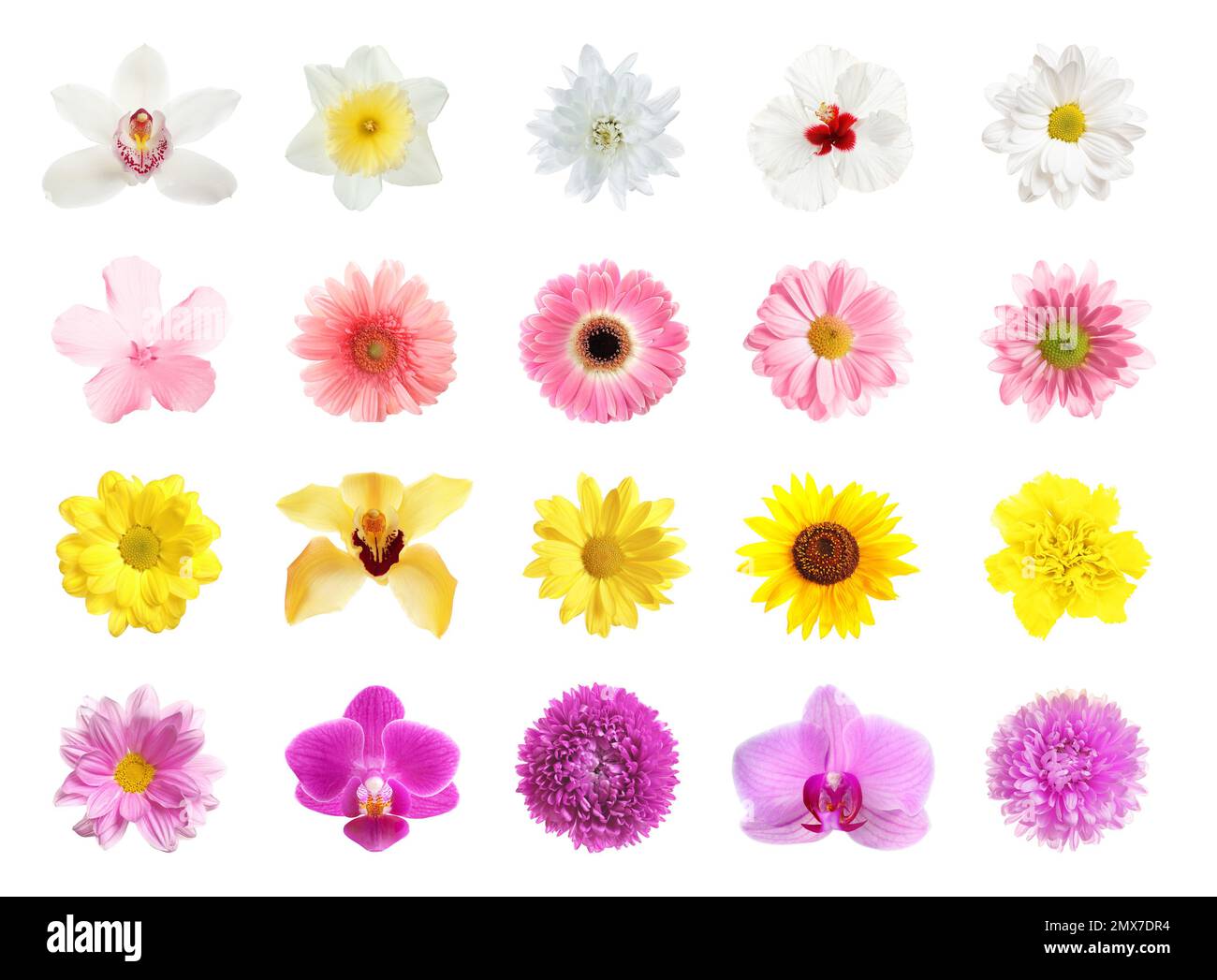 Set of different beautiful flowers on white background Stock Photo - Alamy