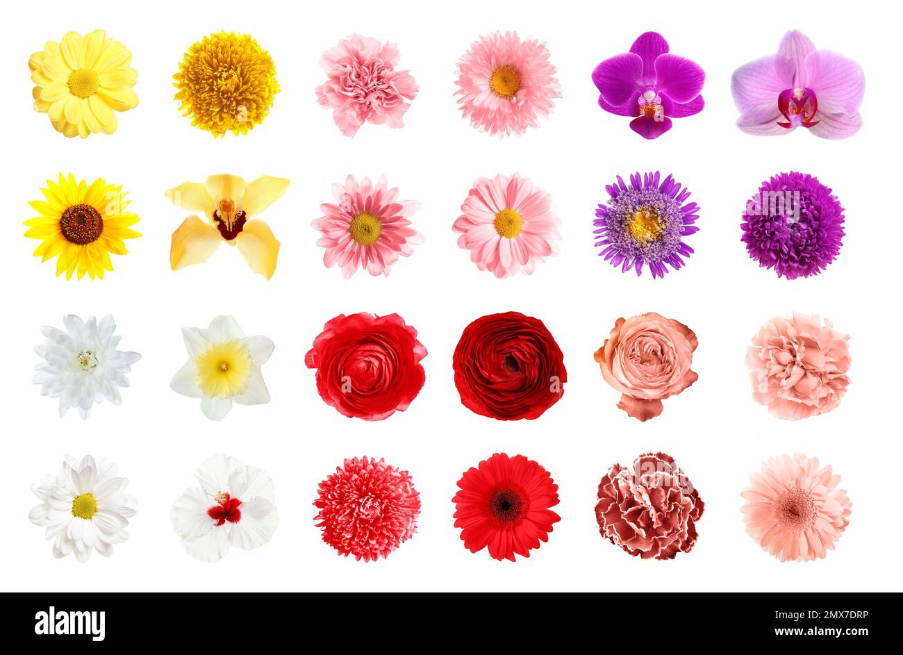 Set of different beautiful flowers on white background Stock Photo - Alamy