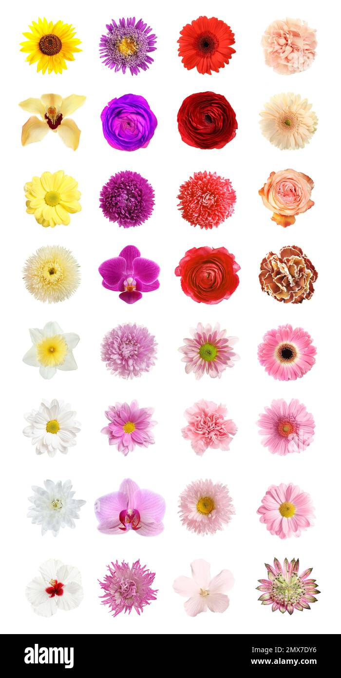 Set of different beautiful flowers on white background Stock Photo - Alamy