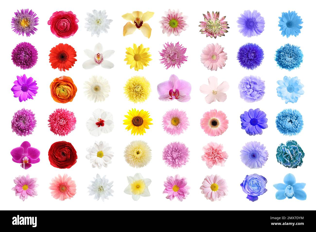 Set of different beautiful flowers on white background Stock Photo - Alamy