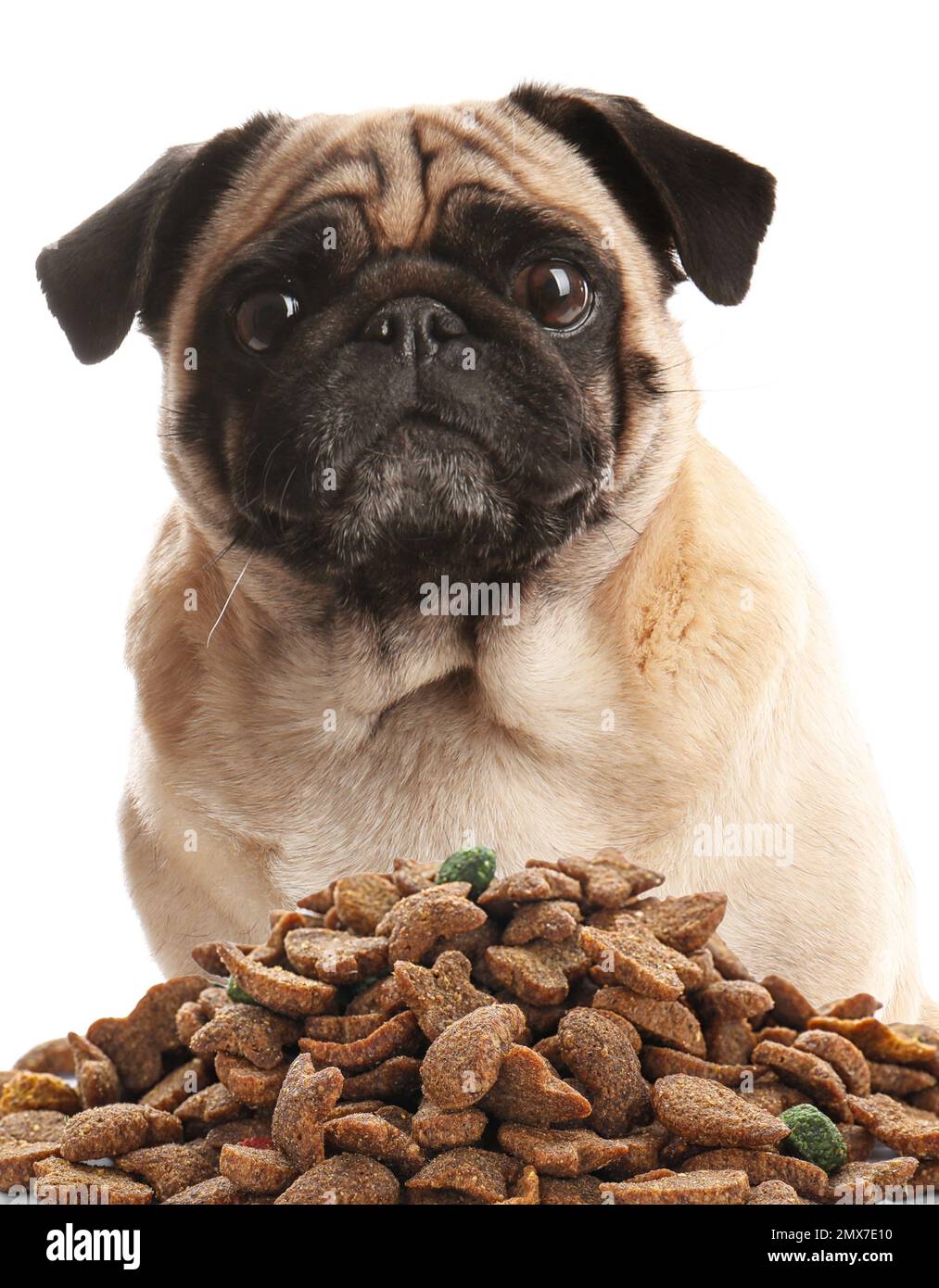 Cute pug and pile of dog food on white background Stock Photo - Alamy