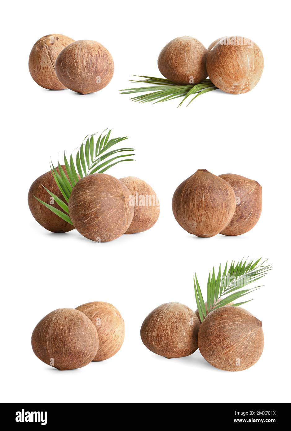 Set of whole brown coconuts isolated on white Stock Photo - Alamy