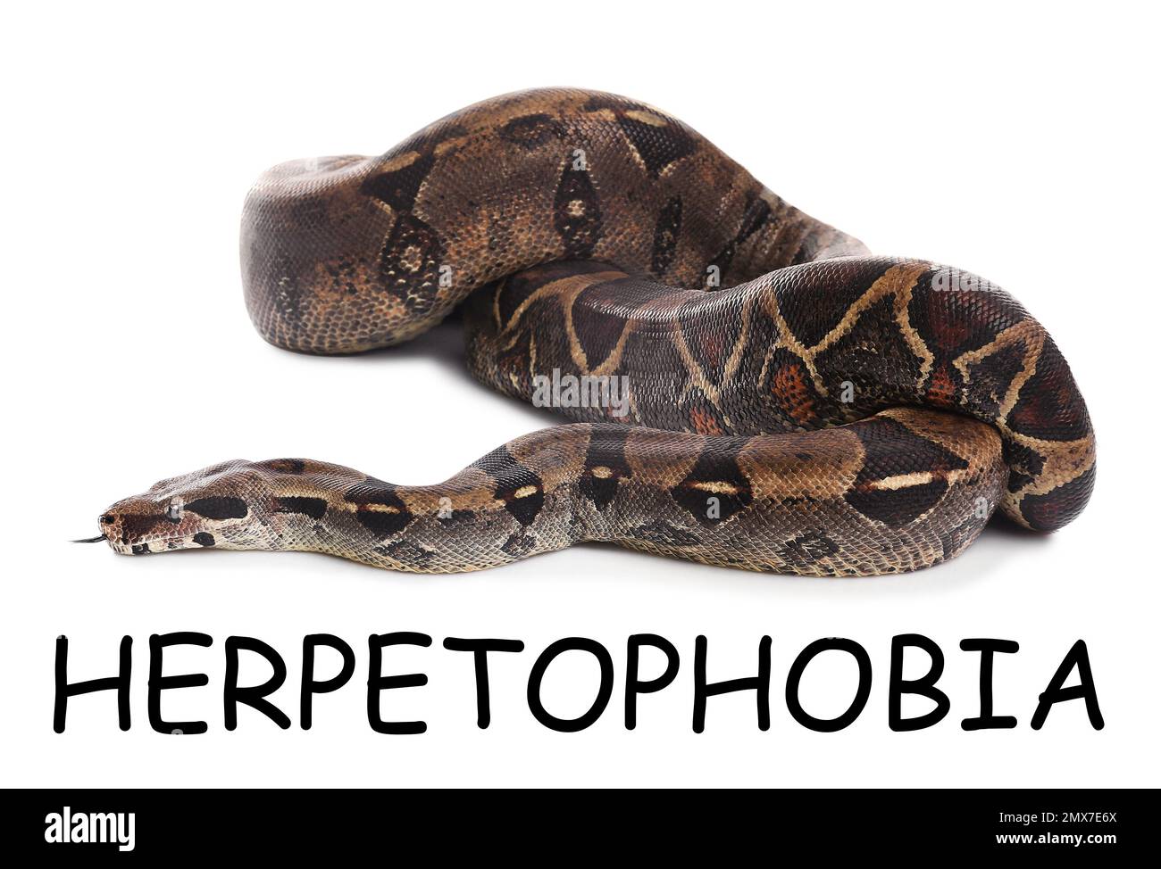 Brown boa constrictor on white background. Herpetophobia concept Stock ...
