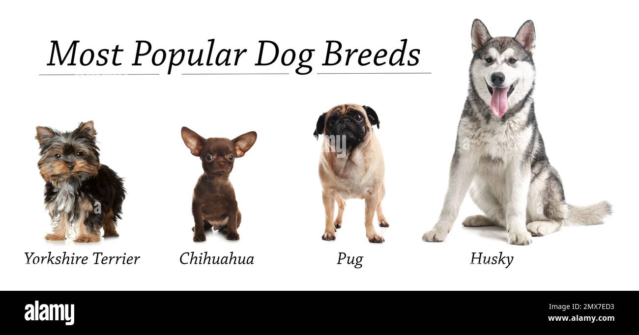 Set of different adorable dogs on white background. Most popular breeds ...