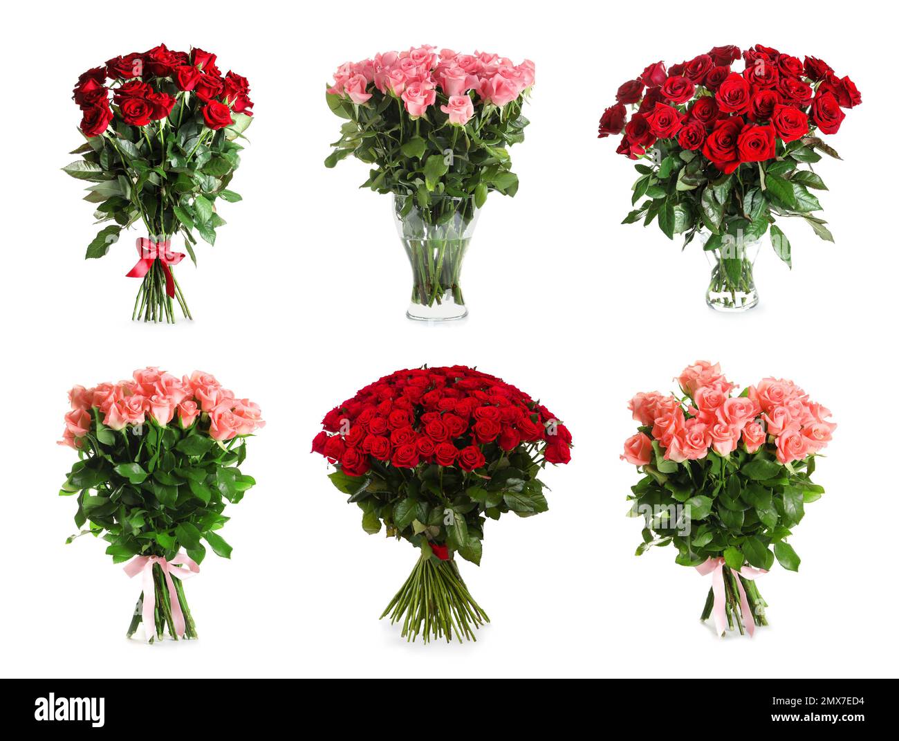 Set with beautiful rose flowers on white background Stock Photo - Alamy