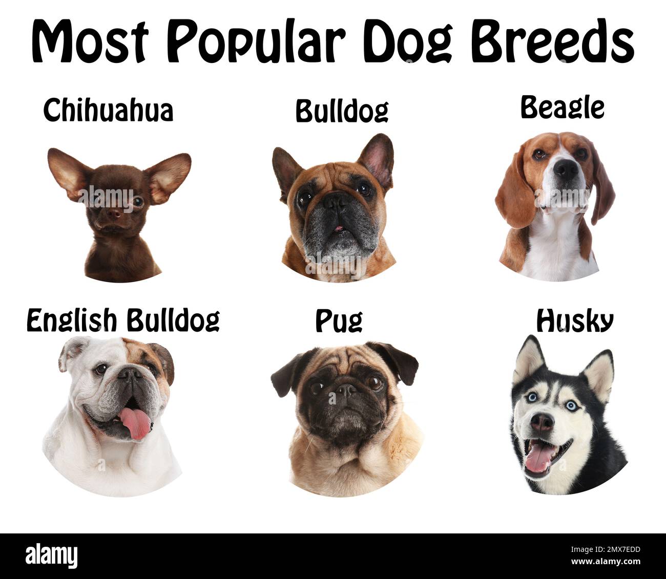 Set of different adorable dogs on white background. Most popular breeds ...