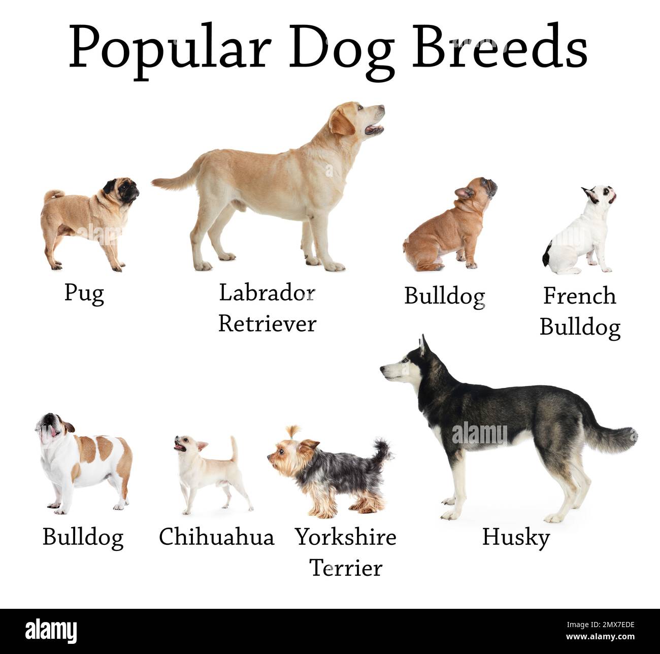 Set of different adorable dogs on white background. Most popular breeds ...