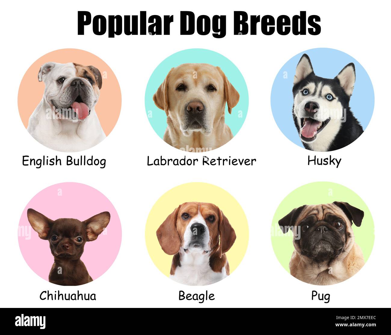 Set of different adorable dogs on color background. Most popular breeds ...