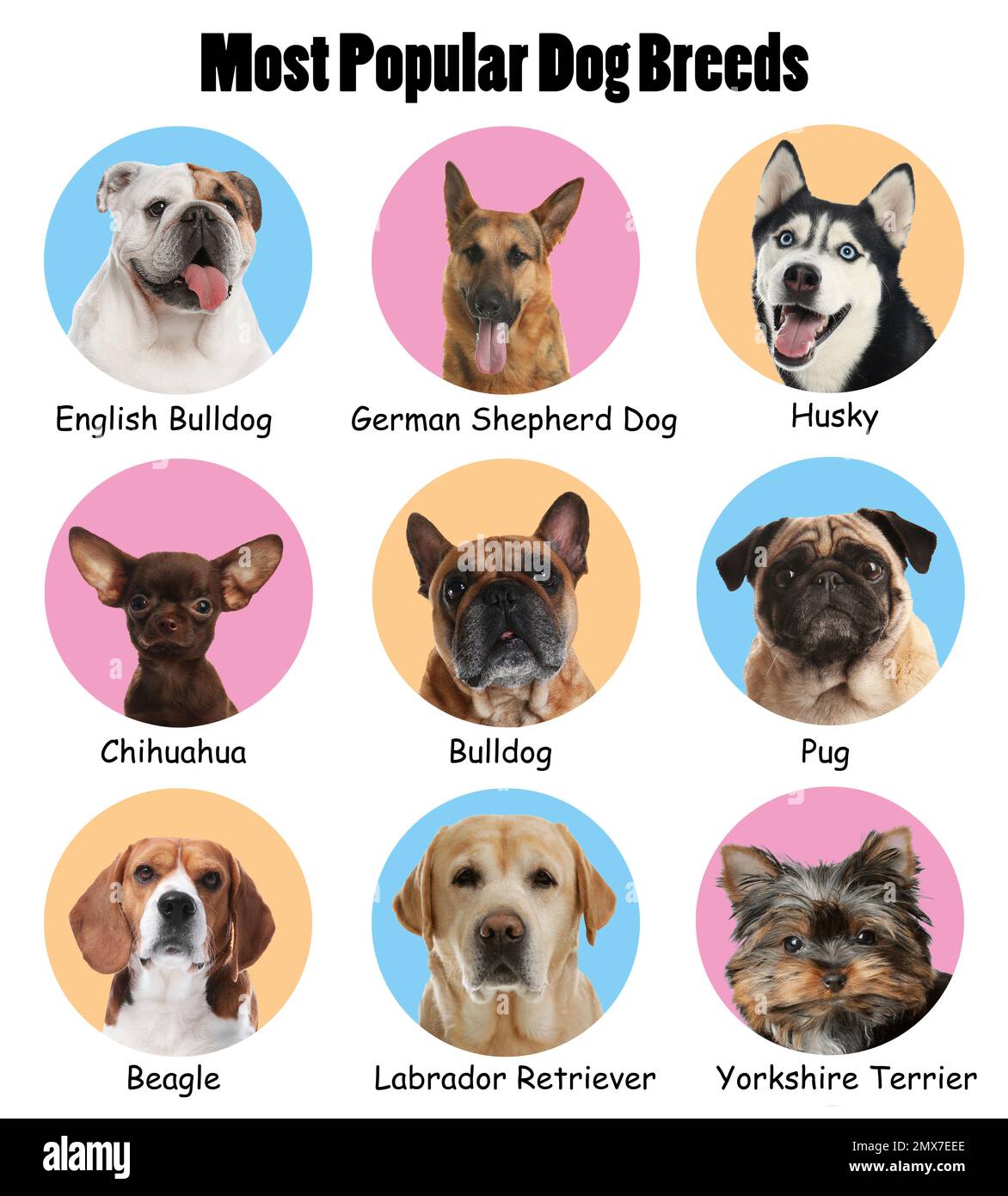 Set of different adorable dogs on color background. Most popular breeds ...