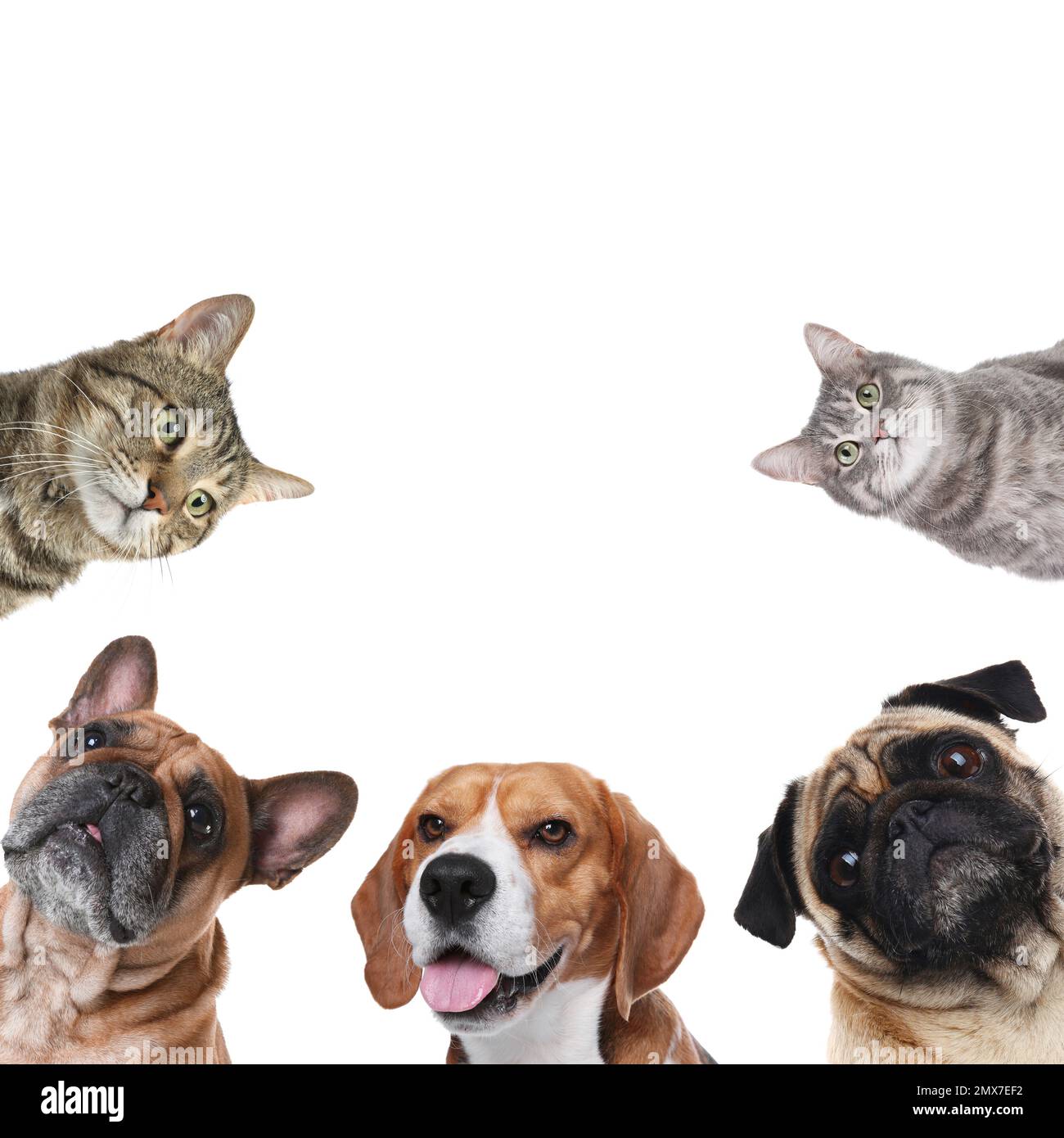 Set with different cute pets on white background Stock Photo - Alamy