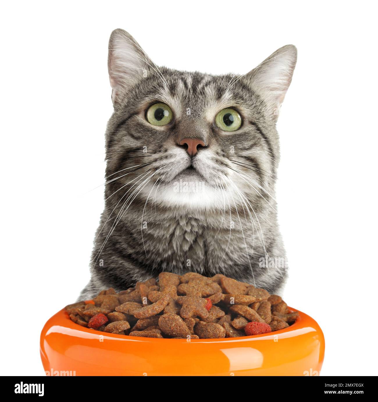 Cute cat and feeding bowl with dry food on white background. Lovely pet ...