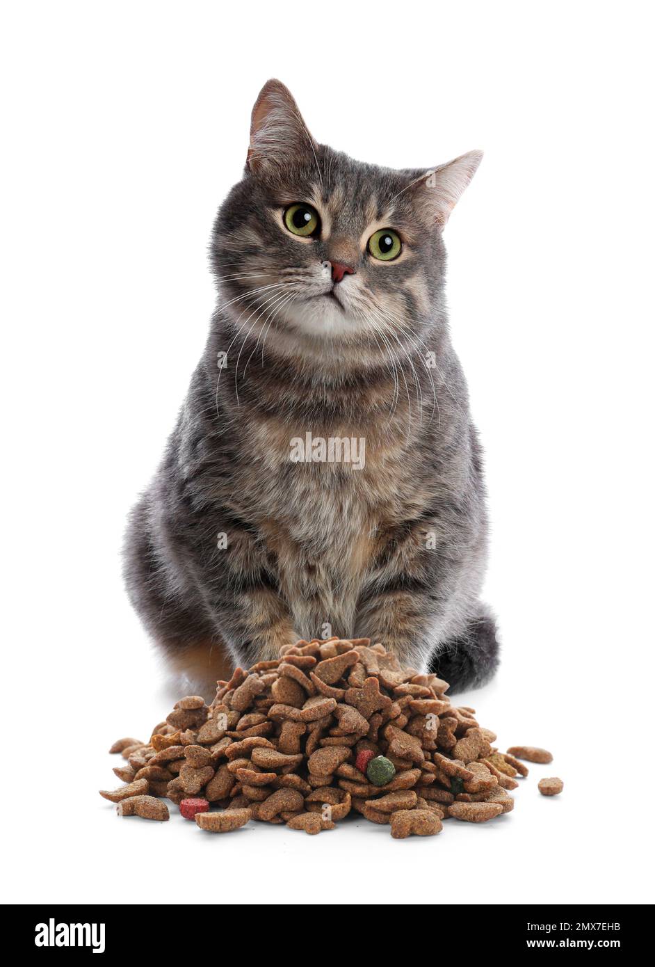 Cute gray tabby cat and pile of dry food on white background. Lovely ...